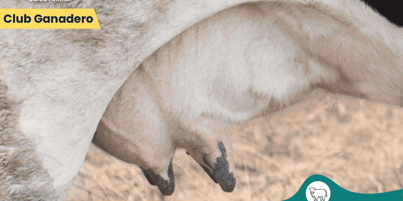 mastitis infecciosa Archives - Club ganadero