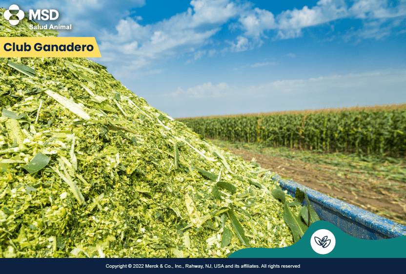 ¿Qué es el ensilaje de maíz y cómo elaborarlo? - Club ganadero