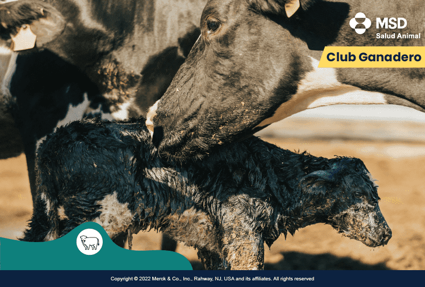 Manejo de la vaca en el parto y del becerro recién nacido - Club ganadero