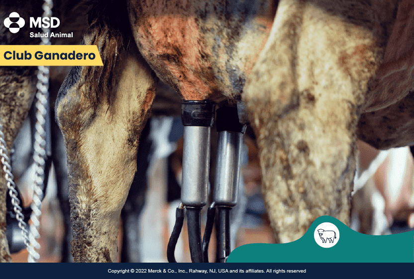 Mastitis infecciosa en bovinos: contagiosa y ambiental - Club ganadero