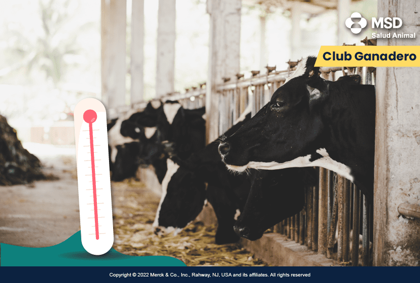 Estrés calórico, ¿qué es y cómo evitarlo en vacas lecheras? - Club ganadero