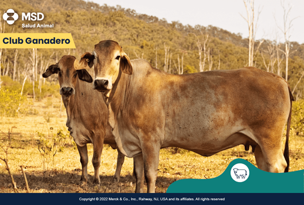 Timpanismo en bovinos: tipos, causas y signos clínicos - Club ganadero