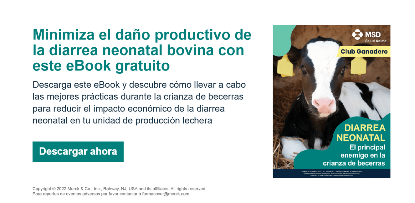 Manejo de la vaca en el parto y del becerro recién nacido - Club ganadero