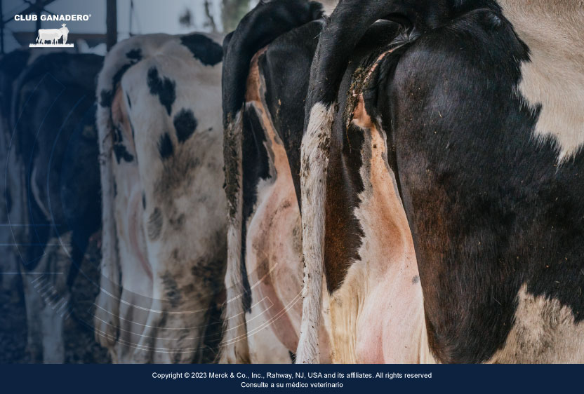 Signos, diagnóstico y tratamiento de la metritis bovina - Club ganadero