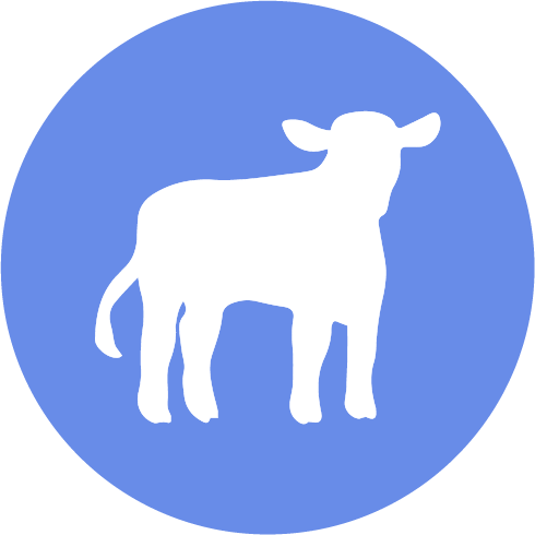 Crianza de becerras saludables: nutrición, cuidados y más