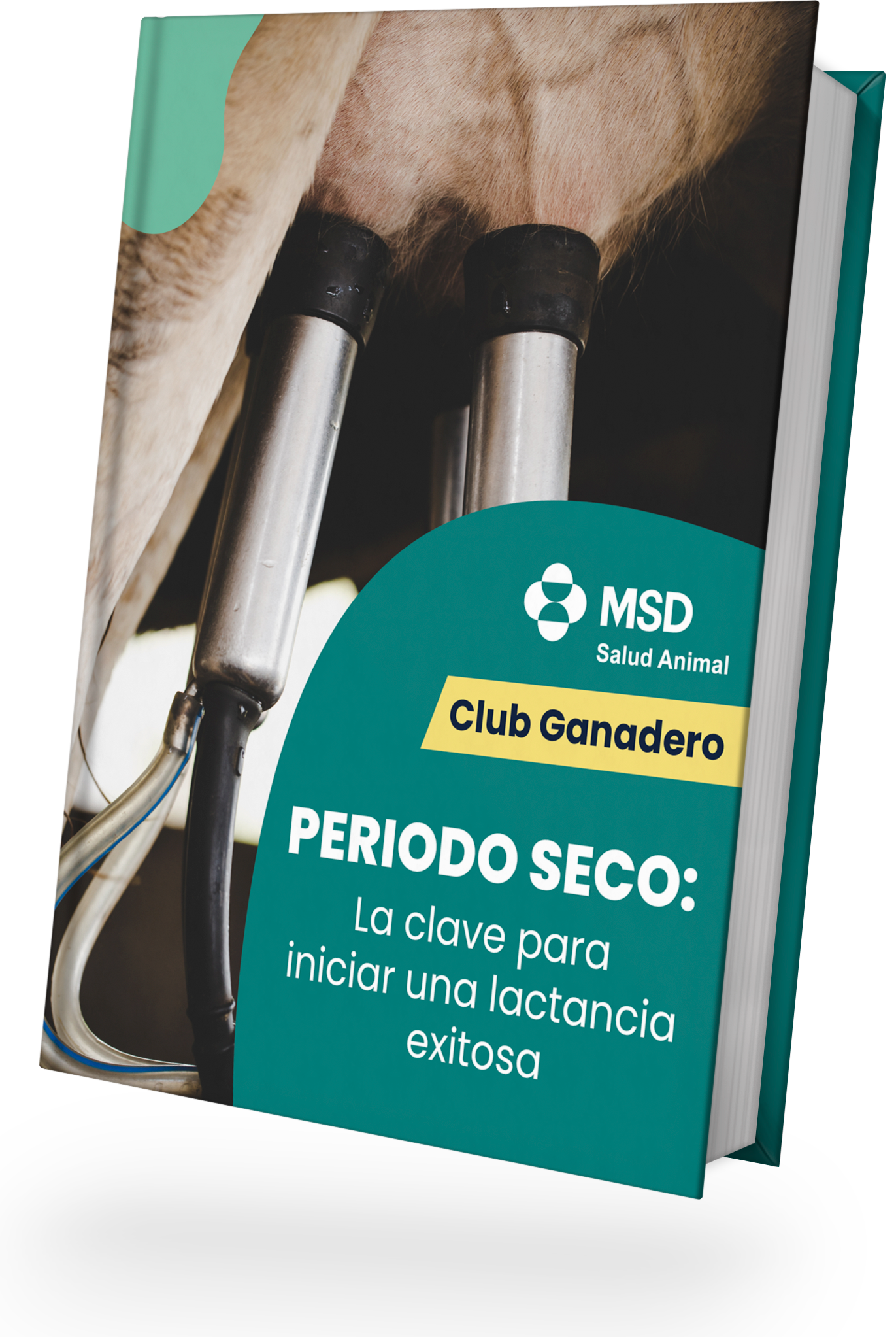 periodo seco en vacas lecheras y sus cuidados