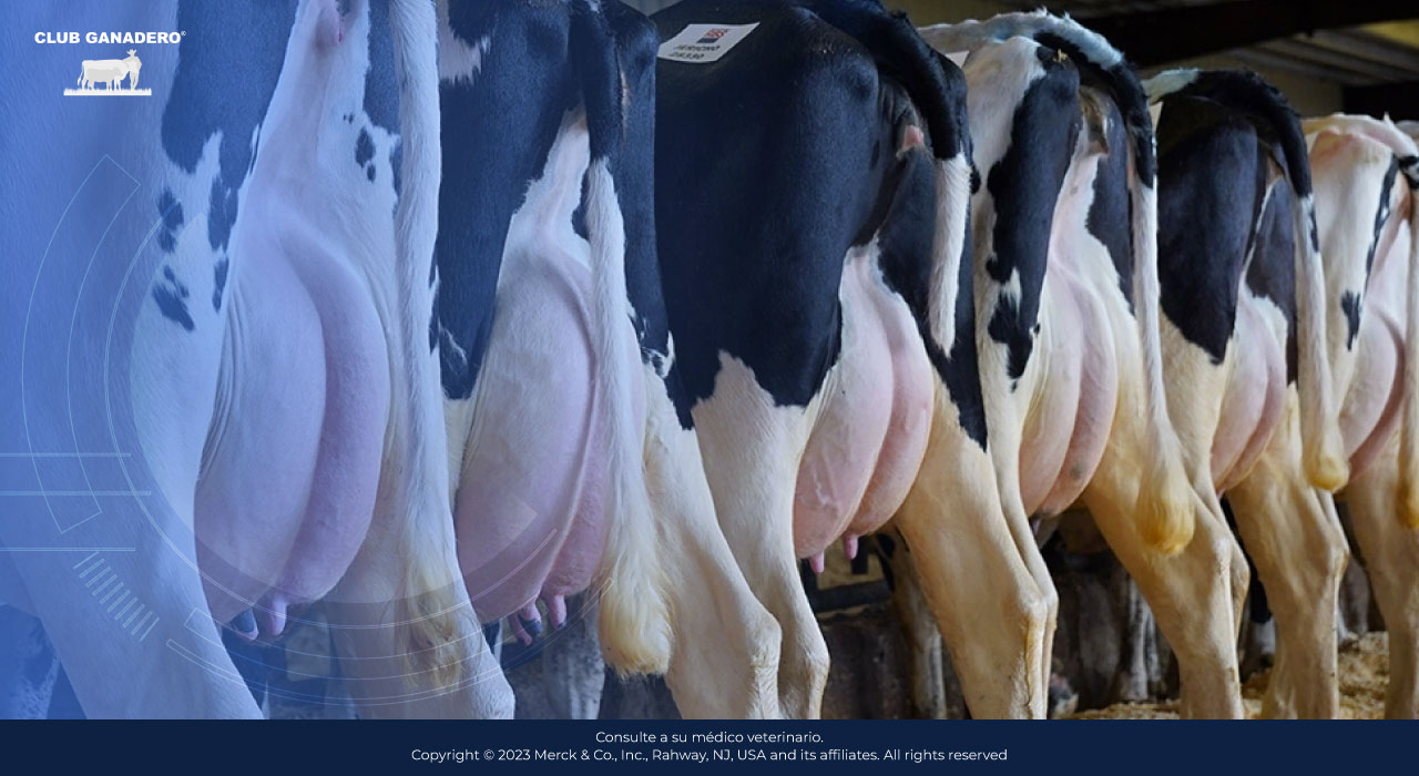 Manejo y control del ciclo estral de la vaca: guía completa - Club ganadero