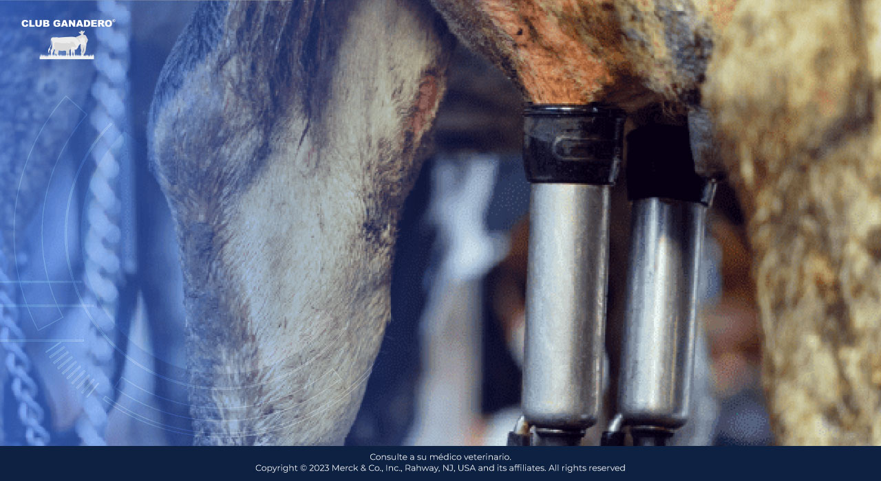 Mastitis infecciosa en bovinos: contagiosa y ambiental - Club ganadero