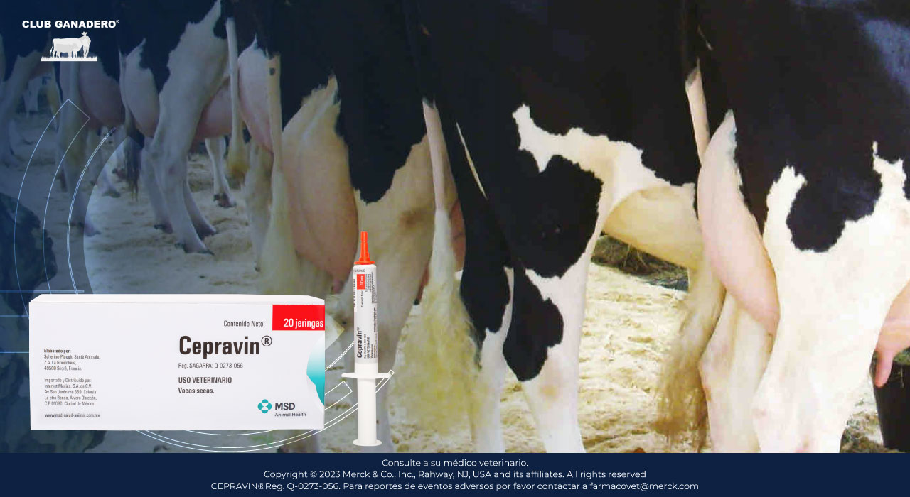 Medicamentos para la mastitis bovina: control y tratamiento - Club ganadero