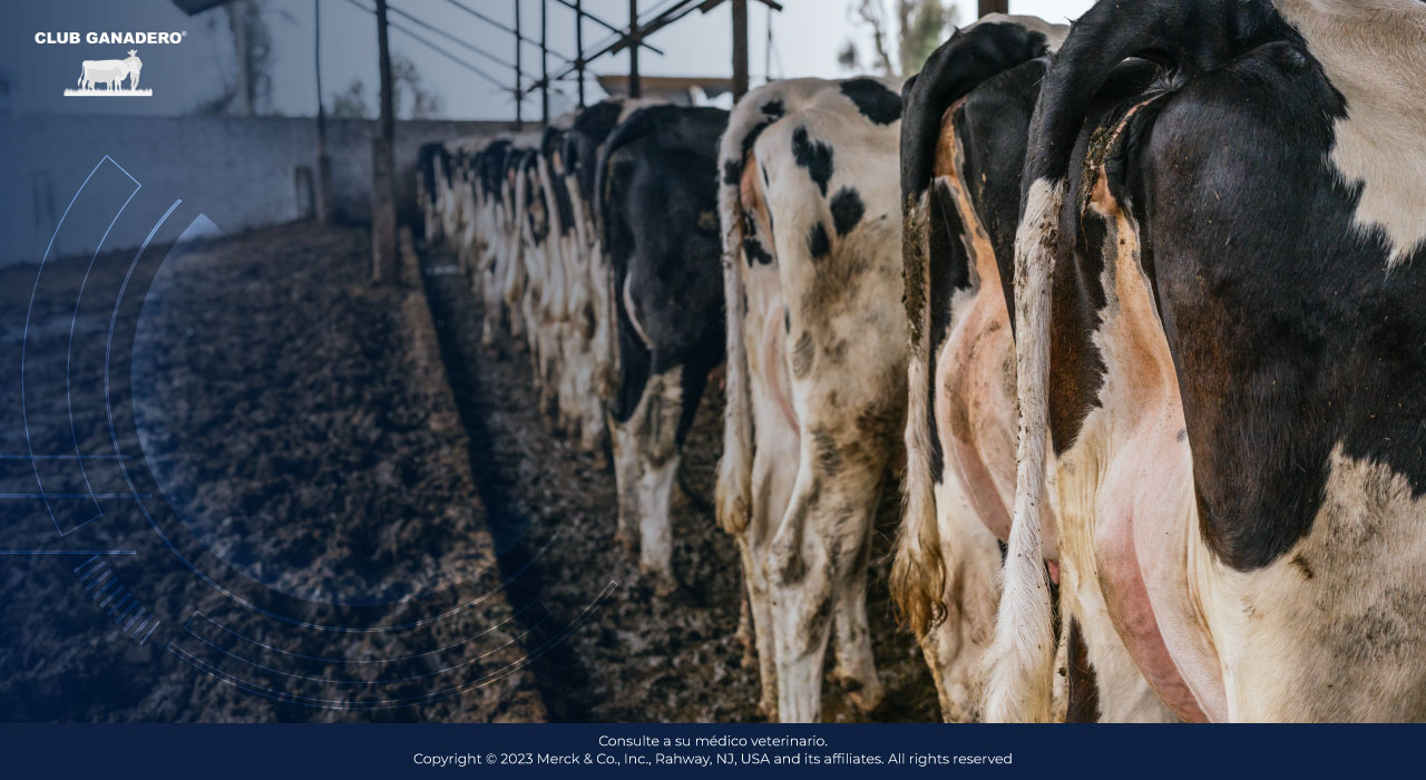 Signos, diagnóstico y tratamiento de la metritis en bovinos - Club ganadero