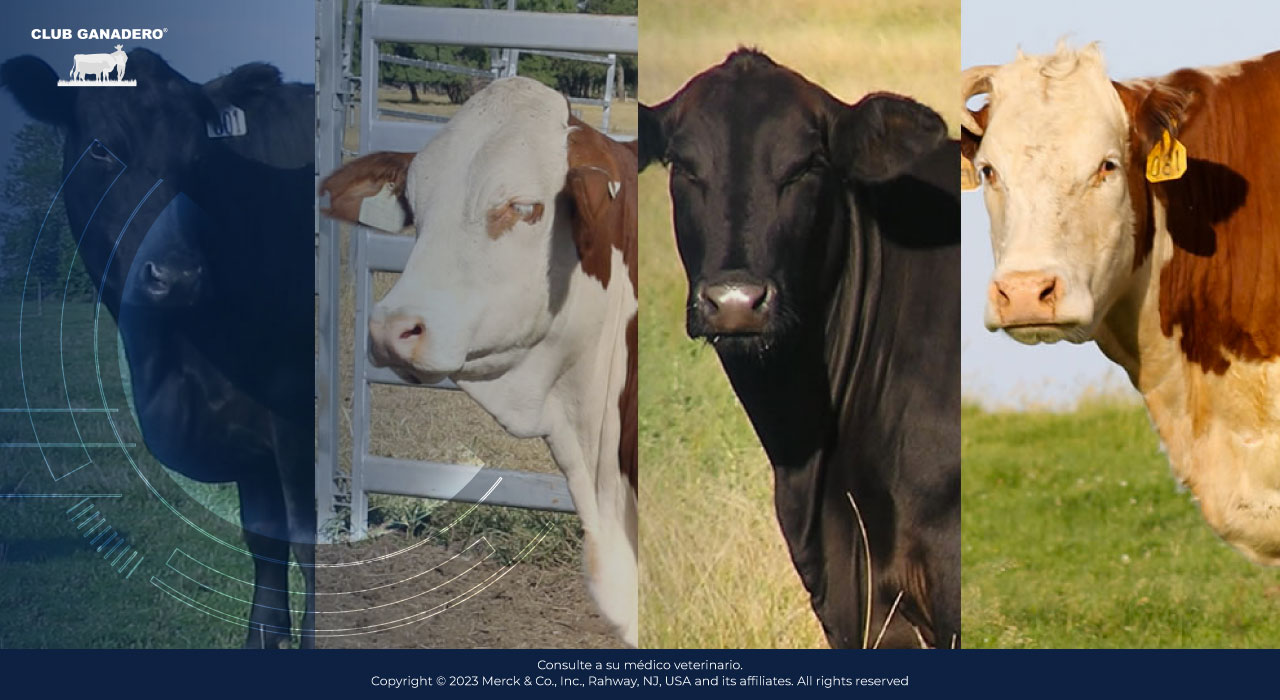 Las mejores razas de ganado vacuno para producción de carne - Club ganadero