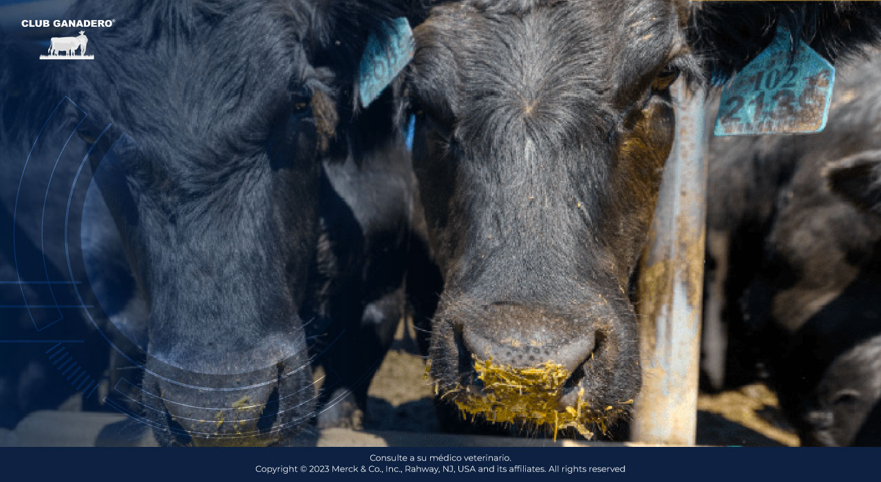 Tipos de implantes para bovinos, ¿cuál elegir? - Club ganadero