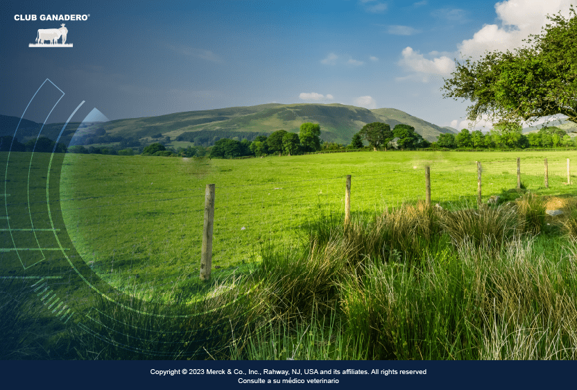 ¿Cómo realizar un adecuado diseño de potreros para ganado? - Club ganadero