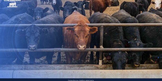 Enfermedad respiratoria bovina asociada a Pasteurella multocida - Club ...