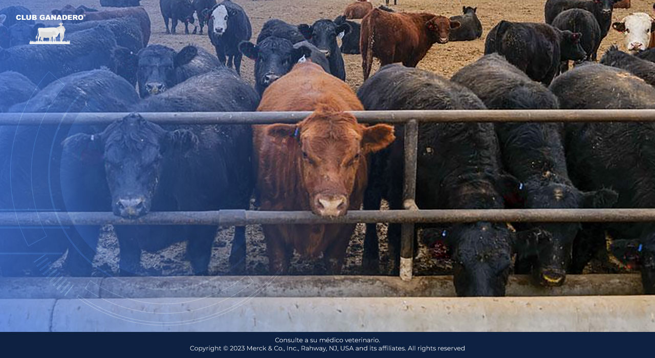 Ventajas del mejoramiento genético animal en producción bovina