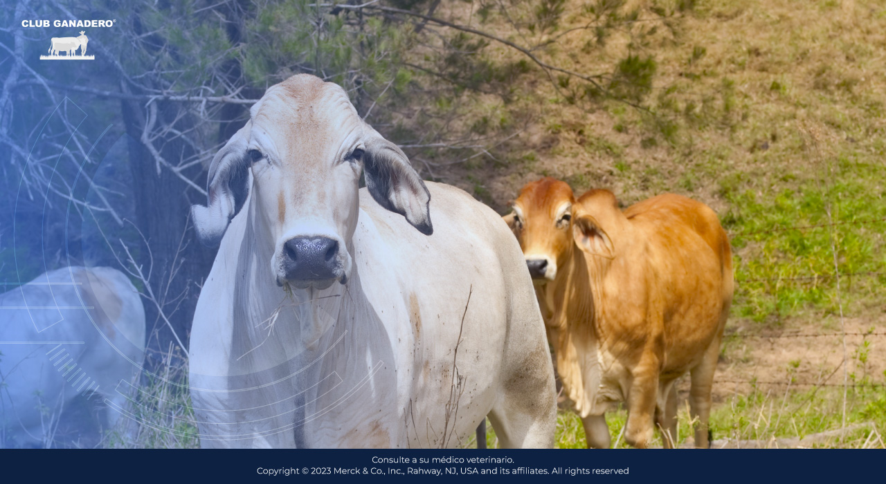 Rabia bovina: transmisión, signos clínicos y prevención - Club ganadero