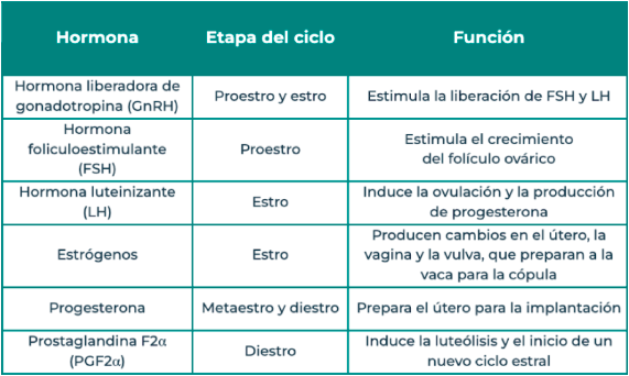 Manejo y control del ciclo estral de la vaca: guía completa - Club ganadero