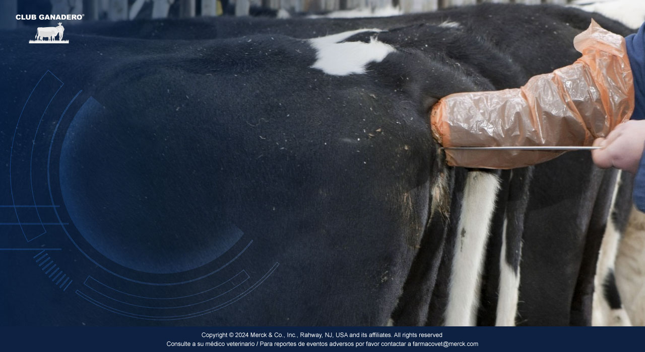 8 Pasos en el proceso de inseminación artificial en vacas - Club ganadero