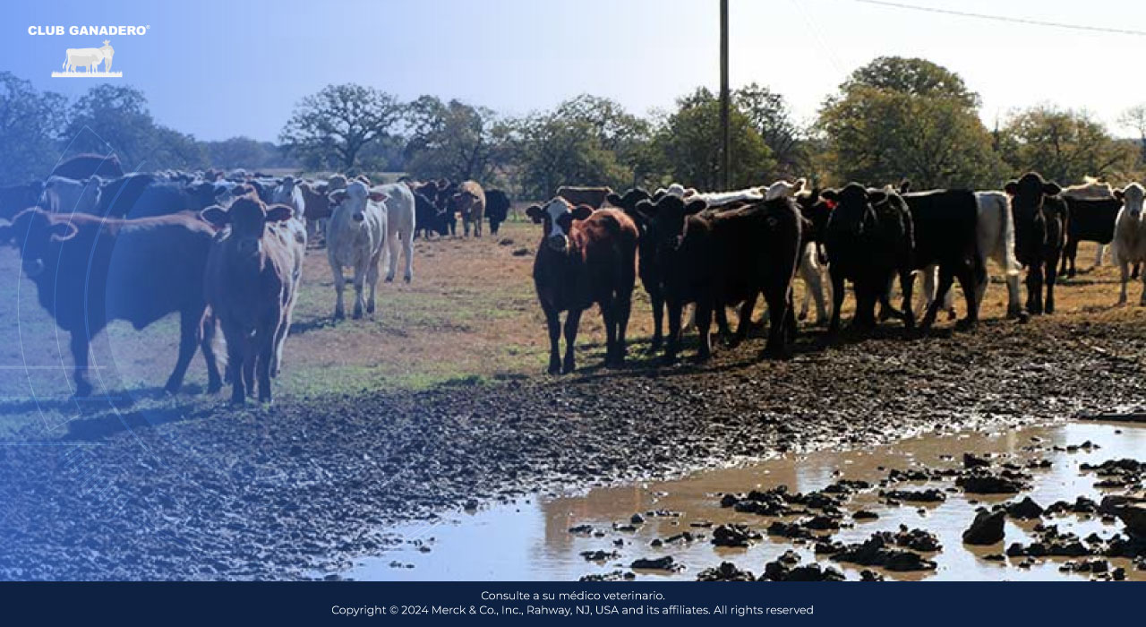 Descubre cómo identificar y tratar el gabarro en bovinos - Club ganadero