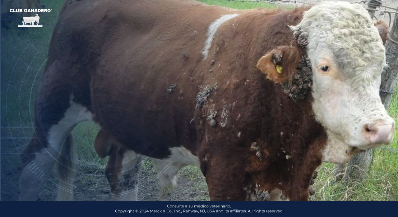 Signos, diagnóstico y tratamiento de la metritis en bovinos - Club ganadero