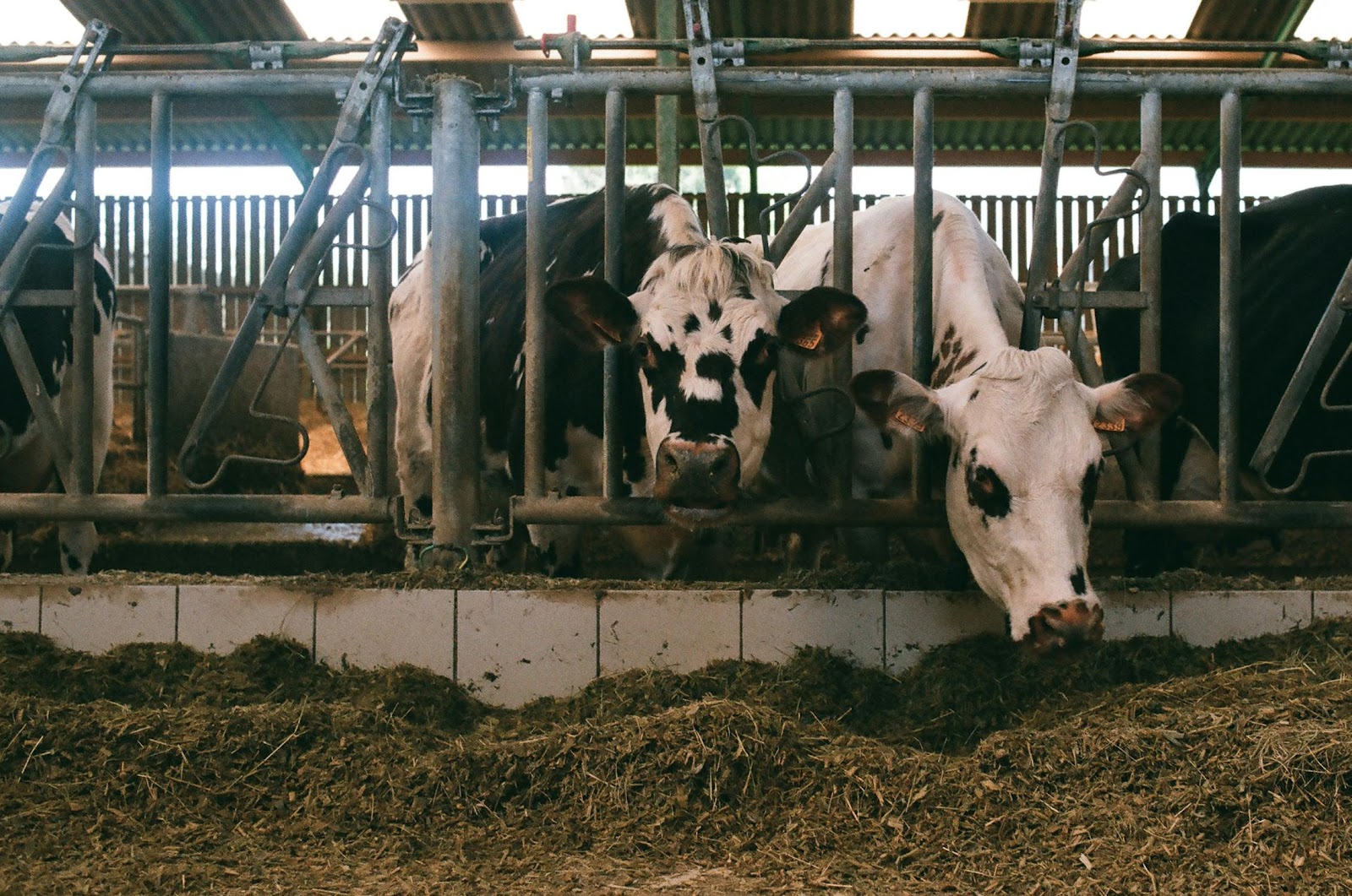 Bienestar animal: la ética detrás de una ganadería exitosa - Club ganadero