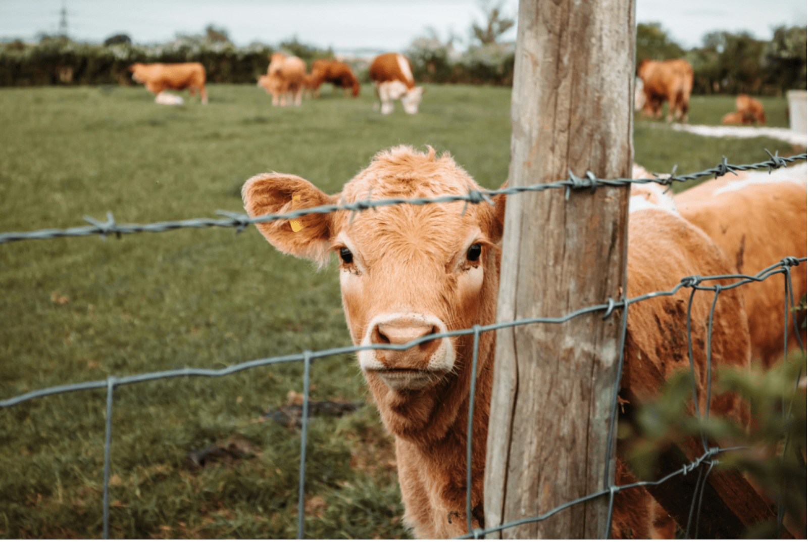 Guía completa para la compra y venta de ganado de carne - Club ganadero