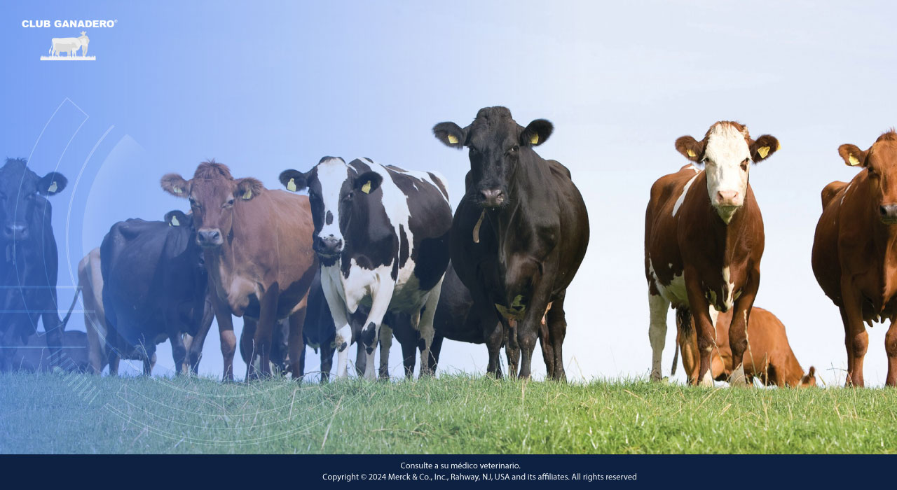 Un análisis de las razas de vacas más productivas - Club ganadero