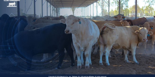 Guía completa para la compra y venta de ganado de carne - Club ganadero