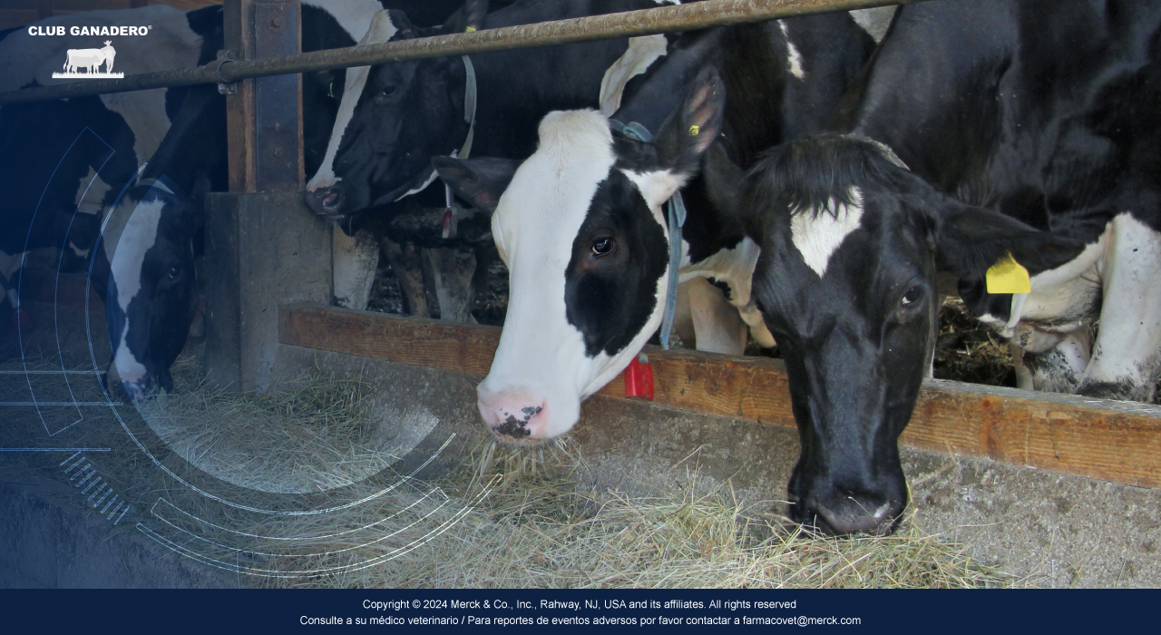 Timpanismo en bovinos: tipos, causas y signos clínicos - Club ganadero