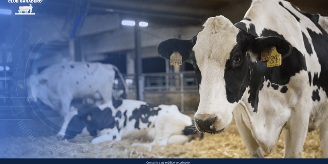 Las mejores prácticas de manejo para ganado vacuno - Club ganadero