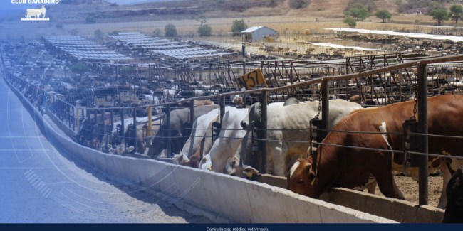 Las Mejores Prácticas De Manejo Para Ganado Vacuno Club Ganadero
