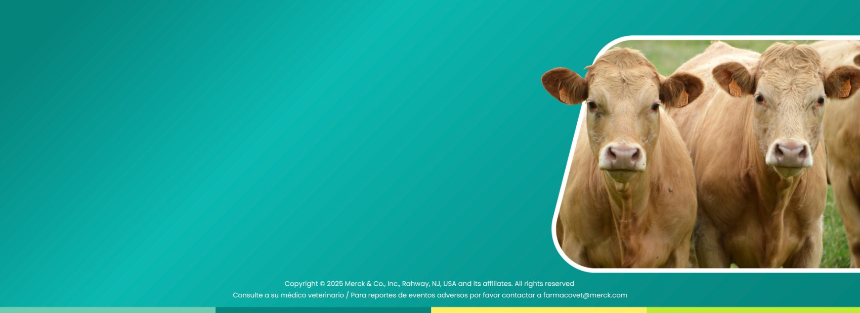 Características y funciones de los anabólicos para bovinos - Club ganadero